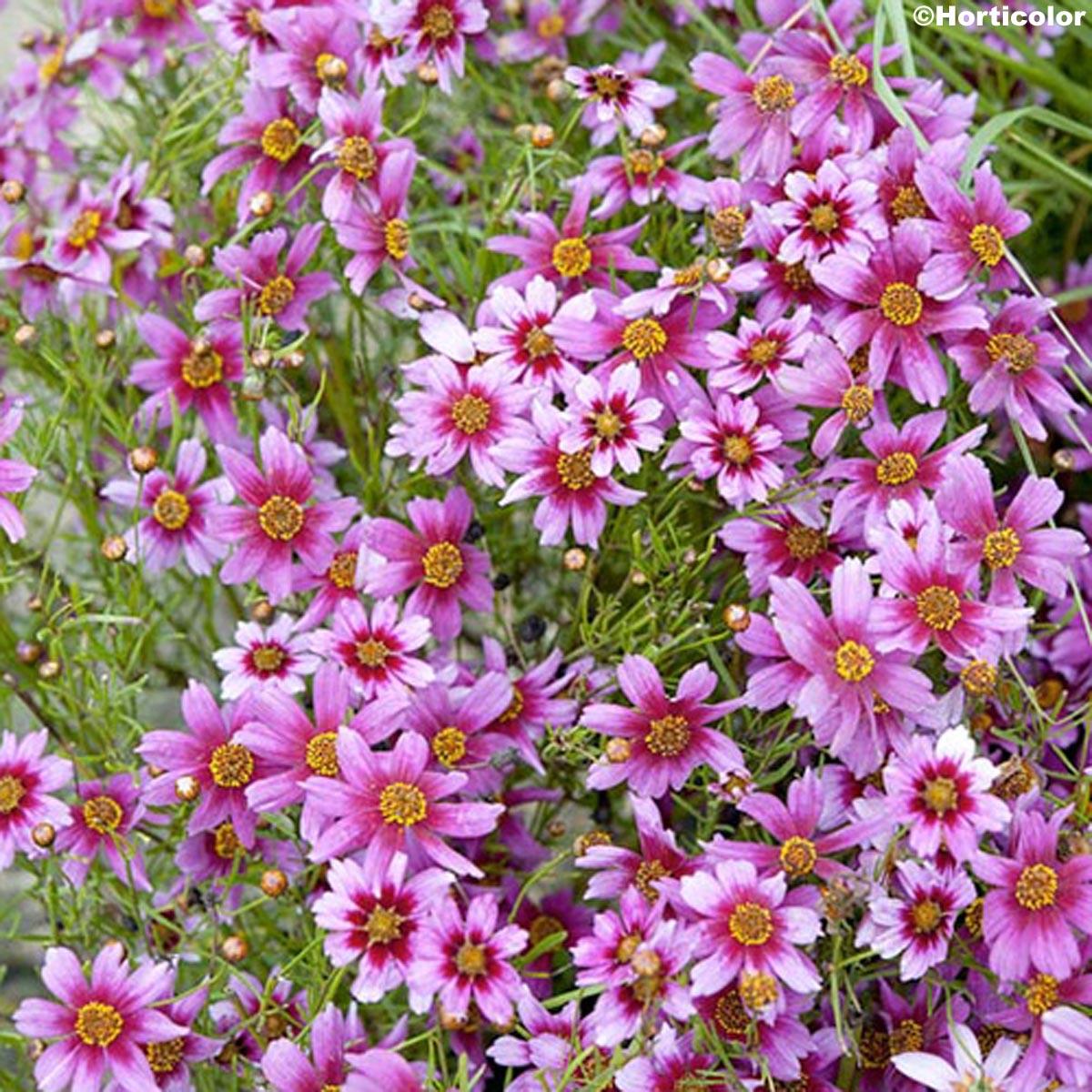 Coreopsis rosea Nana - Variété naine, vivace, aux fleurs rose à coeur jaune