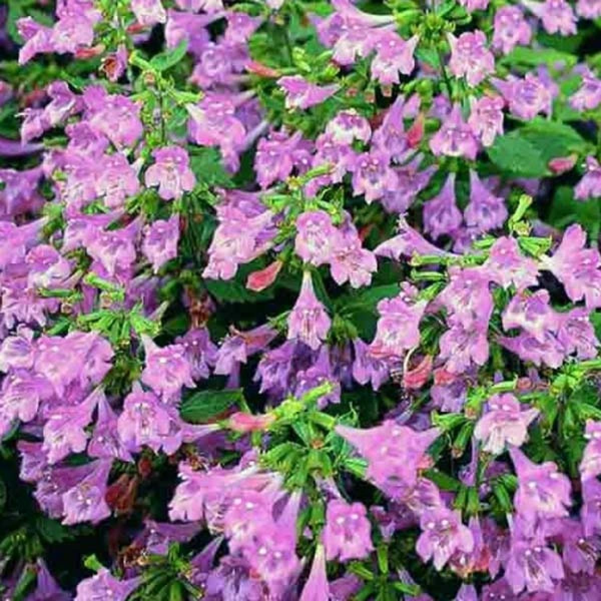 Calament ou Thé d'Aubrac - Calamintha grandiflora