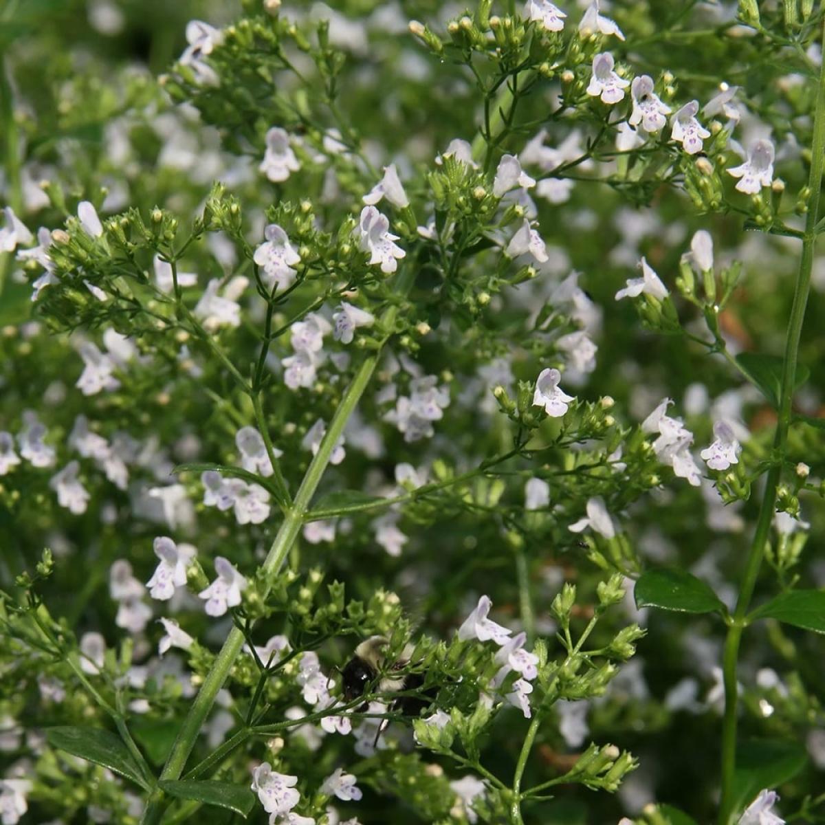 Calamintha nepeta White Cloud - Calament aux fleurs blanc pur.
