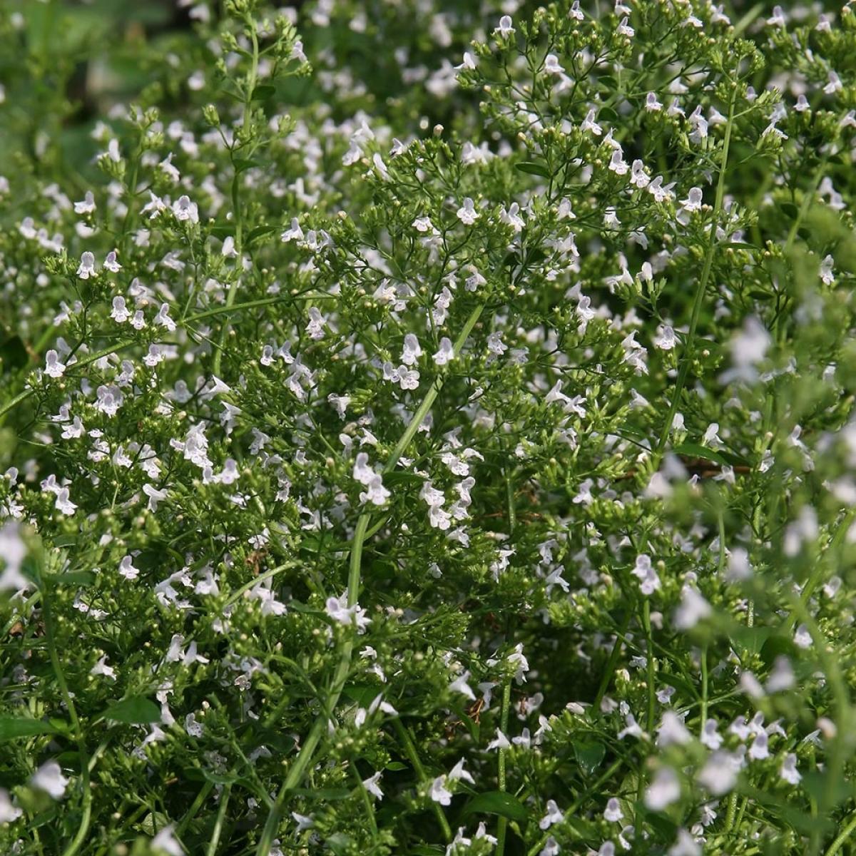 Calamintha nepeta White Cloud - Calament aux fleurs blanc pur.