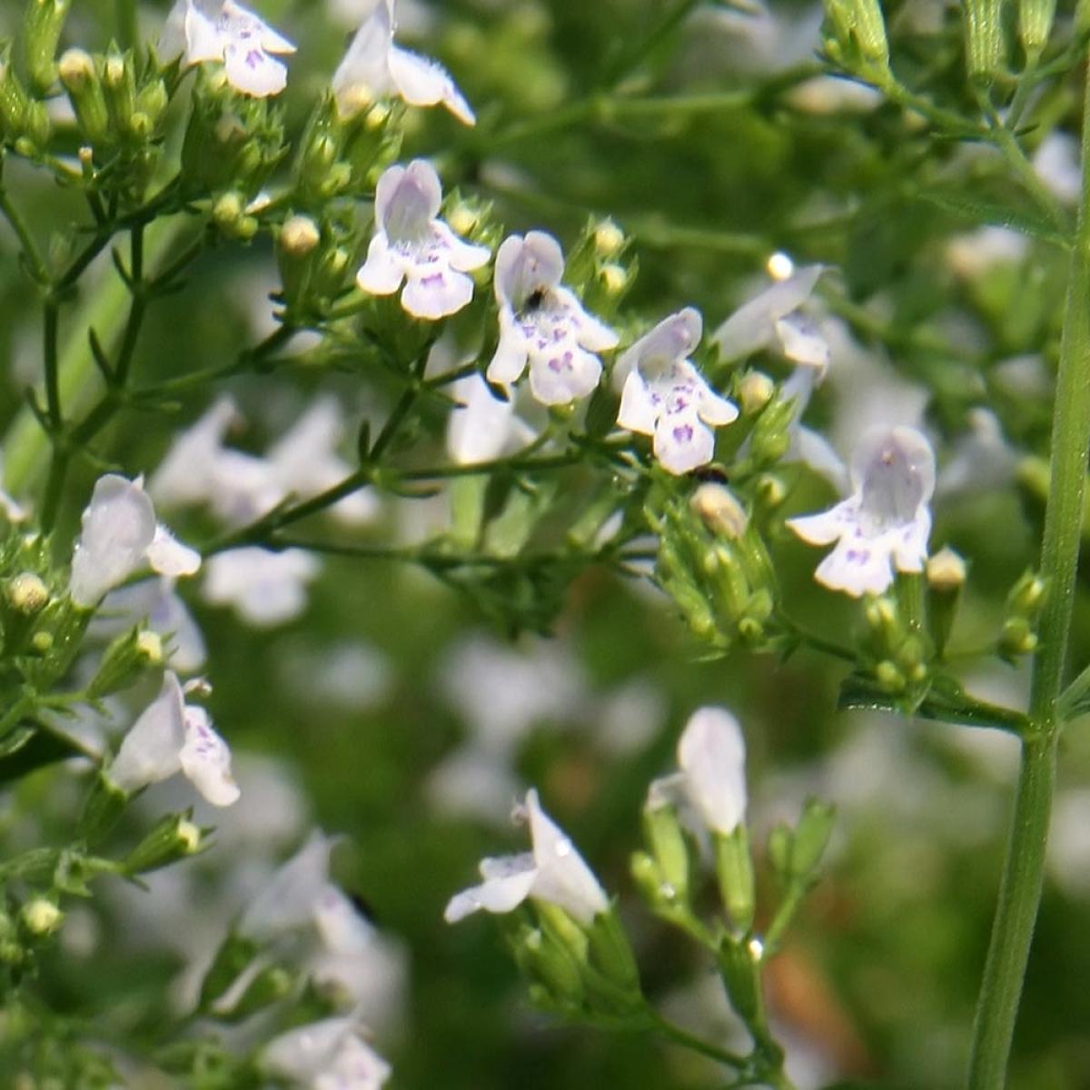 Calamintha nepeta White Cloud - Calament aux fleurs blanc pur.