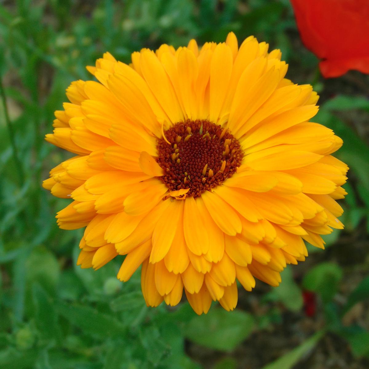 Calendula officinalis - Souci des Jardins - Souci officinal - Faux ...