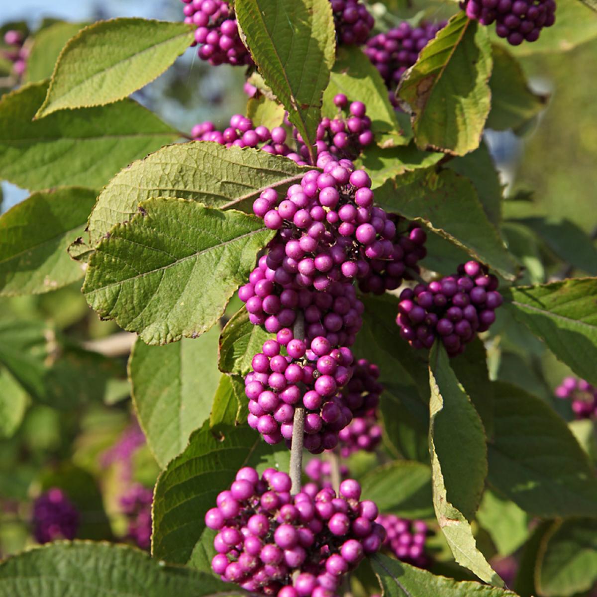 Callicarpa bodinieri Magical Deep Purple Kolmdepu - Arbustes aux baies ...