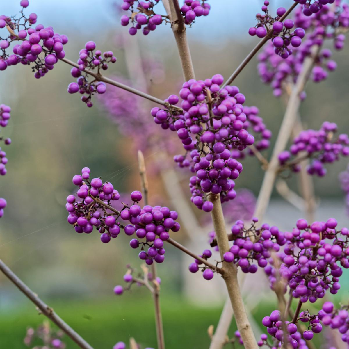 Callicarpa bodinieri Magical Purple Giant - Arbuste à baies décoratives ...