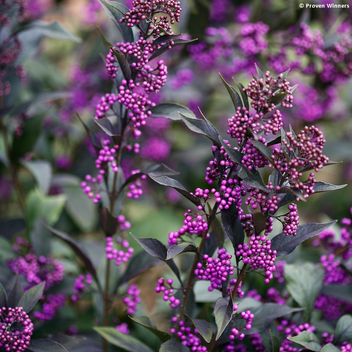 Callicarpa bodinieri Pearl Glam - Variété à magnifique feuillage pourpre