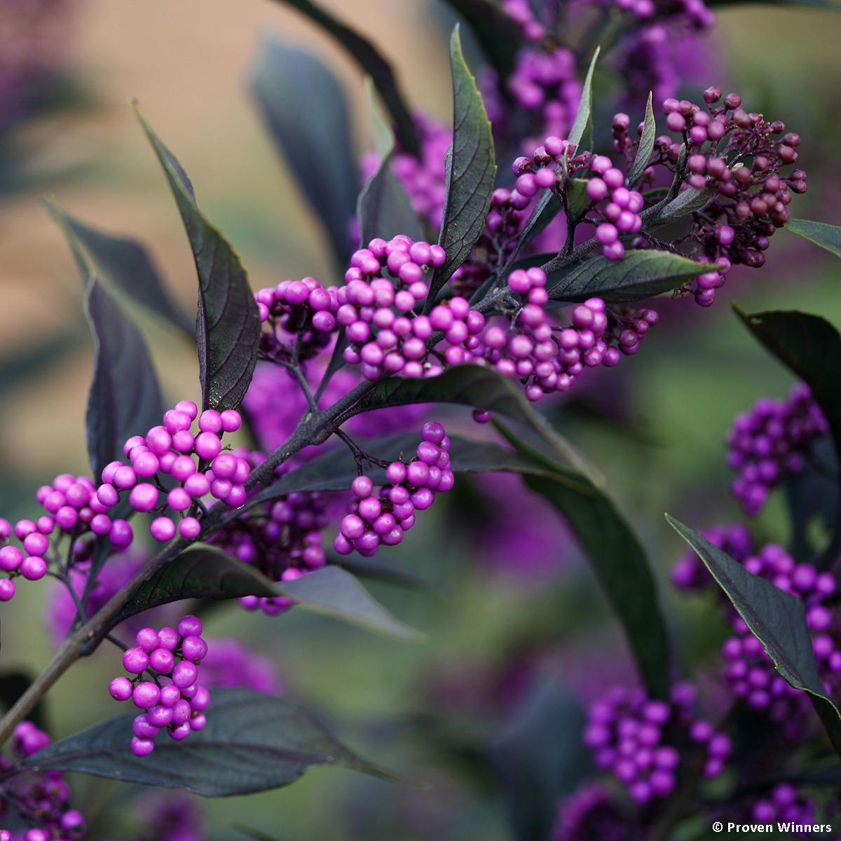 Callicarpa bodinieri Pearl Glam - Variété à magnifique feuillage pourpre
