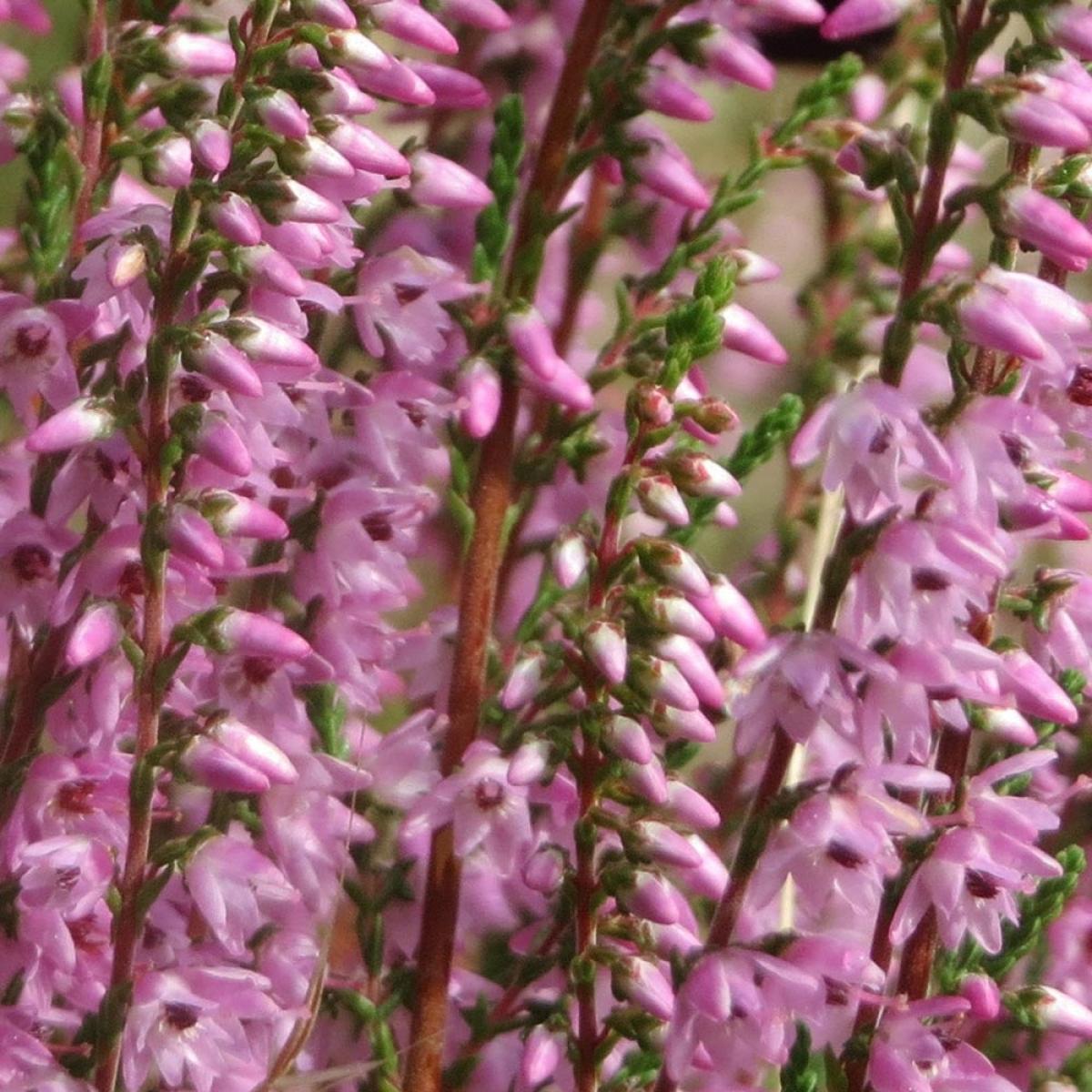 Calluna vulgaris Tib - Bruyère commune à floraison rose vif double