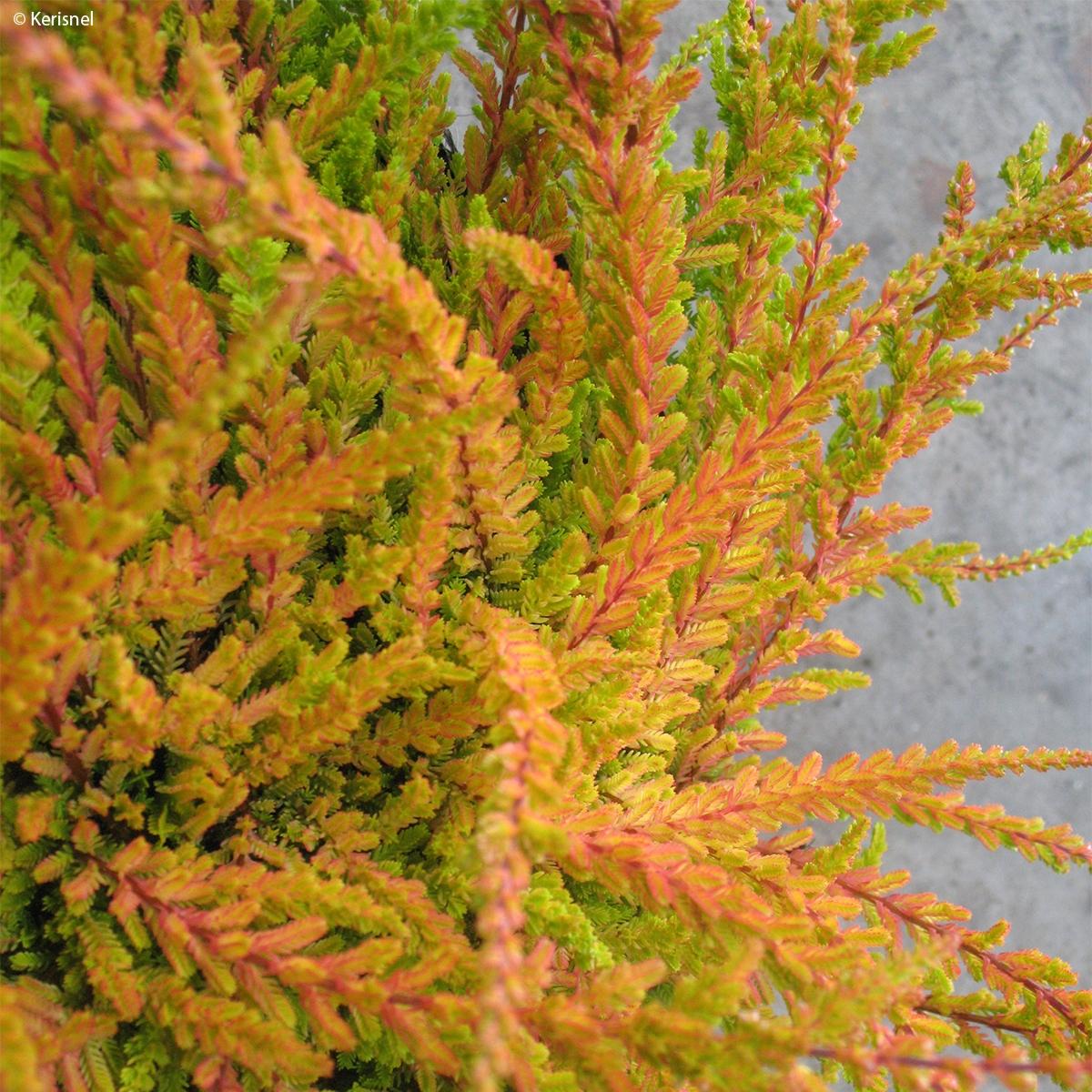 Calluna vulgaris Wickwar Flame - Bruyère commune au feuillage très ...