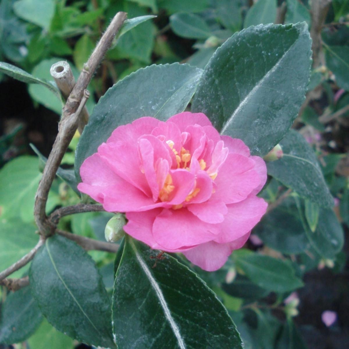 Camellia sasanqua Showa no Sakae - Tapis de fleurs à pétales rose fuchsia