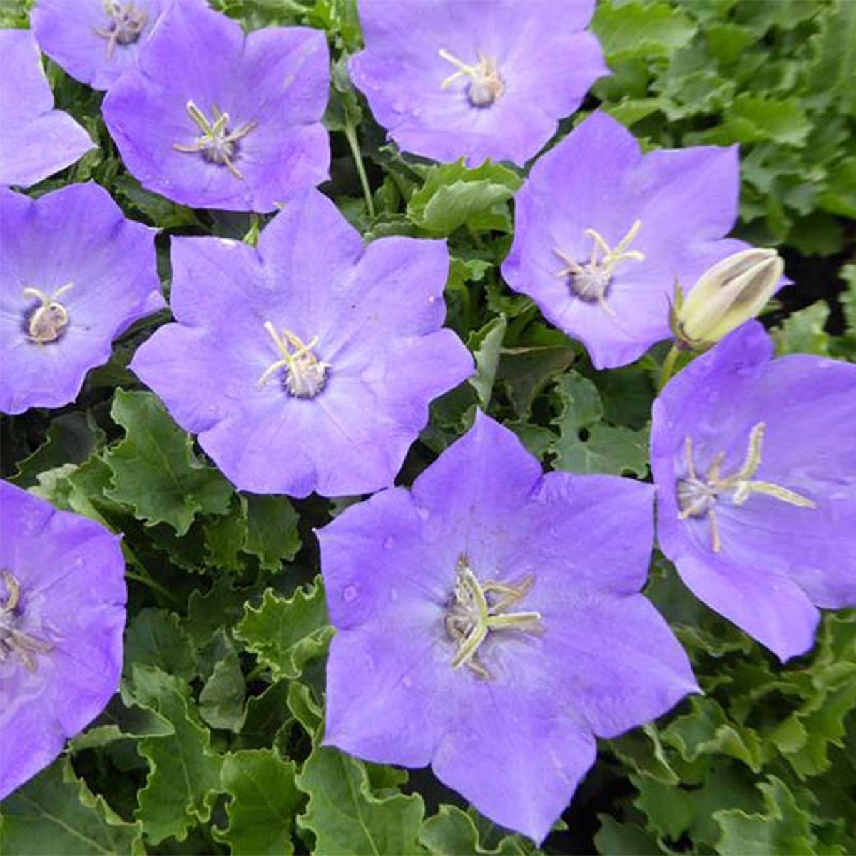 Campanula carpatica - Campanule des Carpates à fleurs bleues