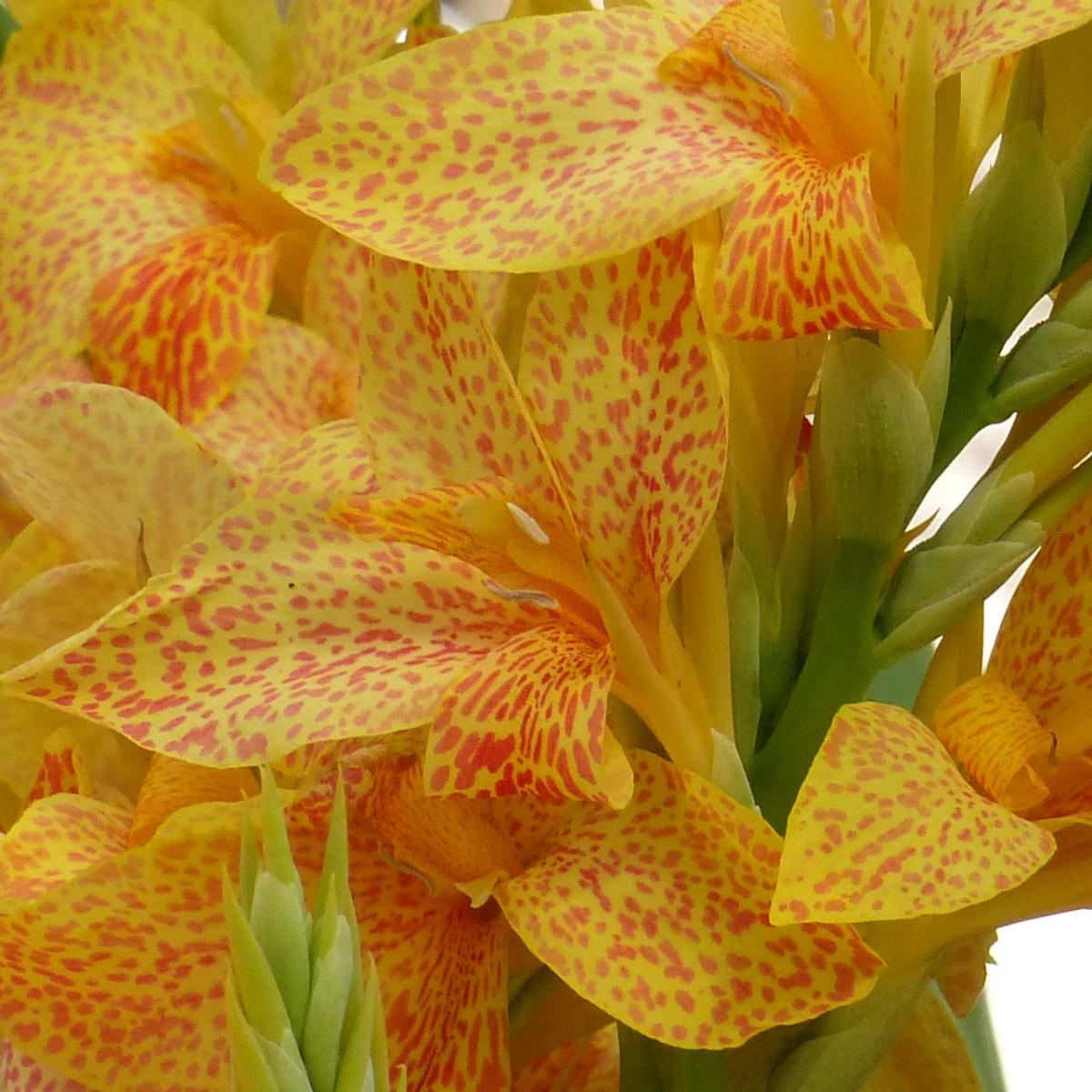 Canna Picasso - Balisier à fleurs jaunes mouchetées de rouge, et ...