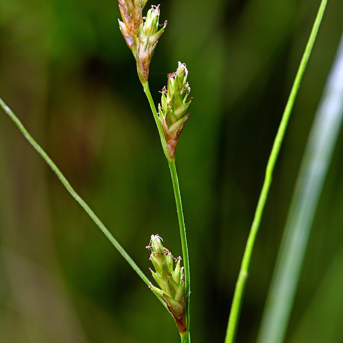 Carex remota - Laîche espacée - Graminée vivace - Couvre sol de sous bois