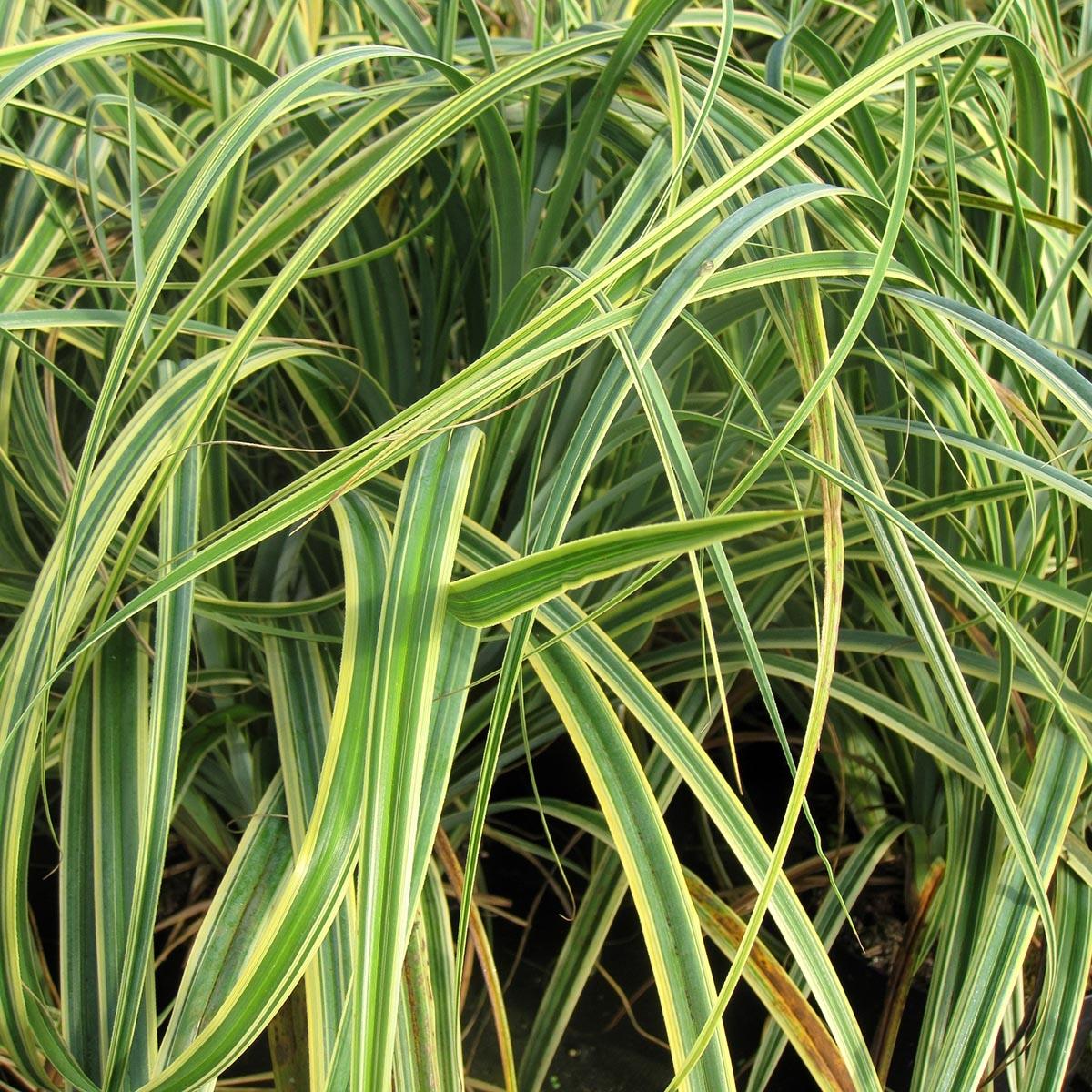 Carex trifida Rekohu Sunrise - Laîche, graminée à larges feuilles ...