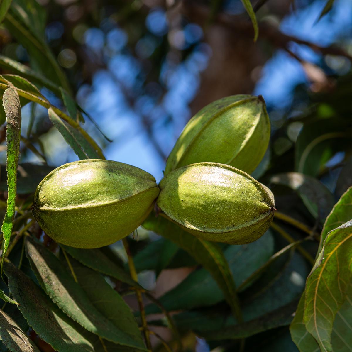 Carya illinoinensis Delmas - Arbre noix de Pécan pour régions chaudes