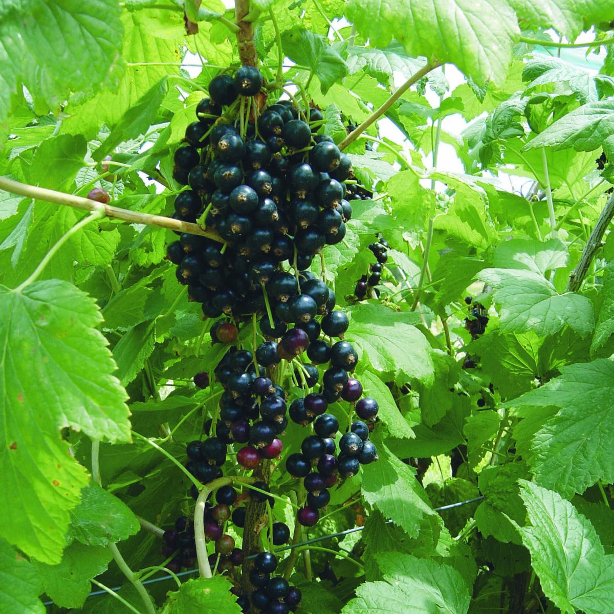 Cassissier Andega Bio - Ribes nigrum - Variété autofertile issue de l ...