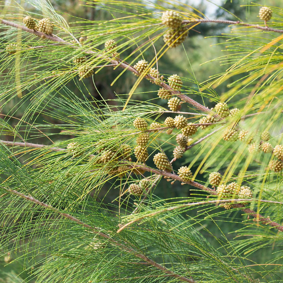 Filao - Casuarina equisetifolia - Arbre de climat doux à feuillage très fin