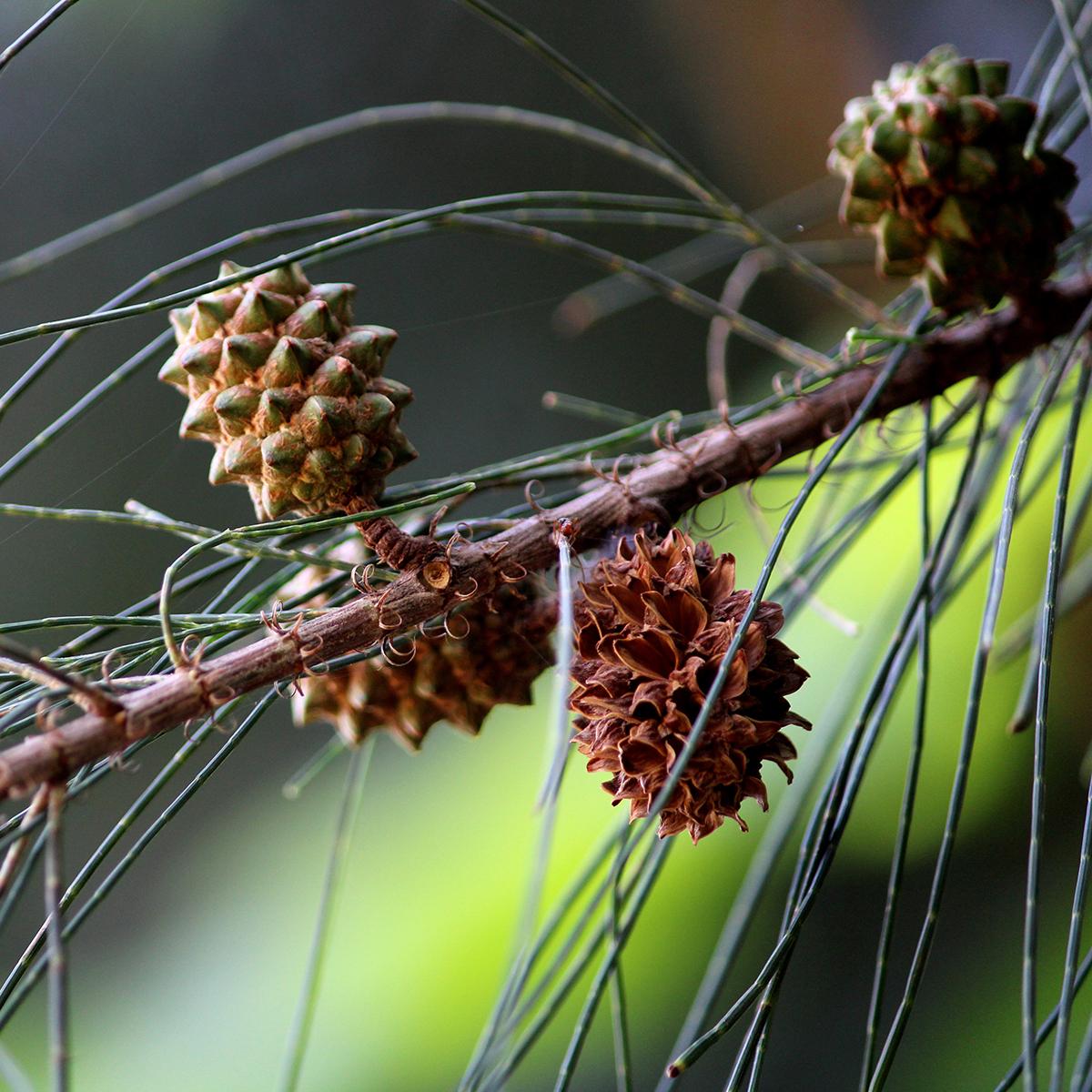 Filao - Casuarina equisetifolia - Arbre de climat doux à feuillage très fin