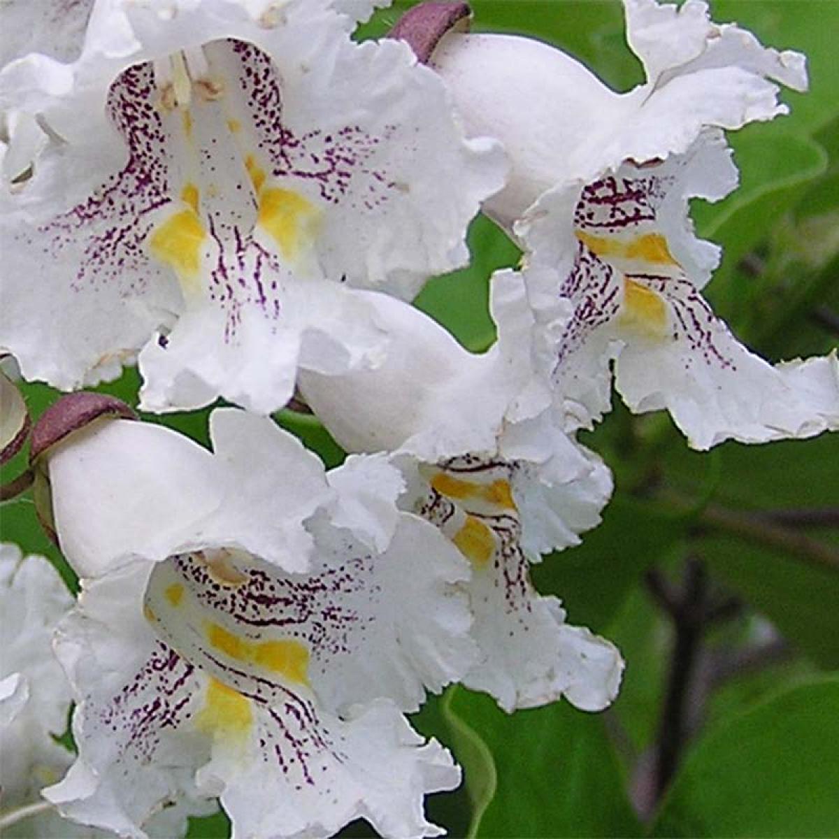 Catalpa bignonioides Nana - Catalpa boule, sans floraison, port compact