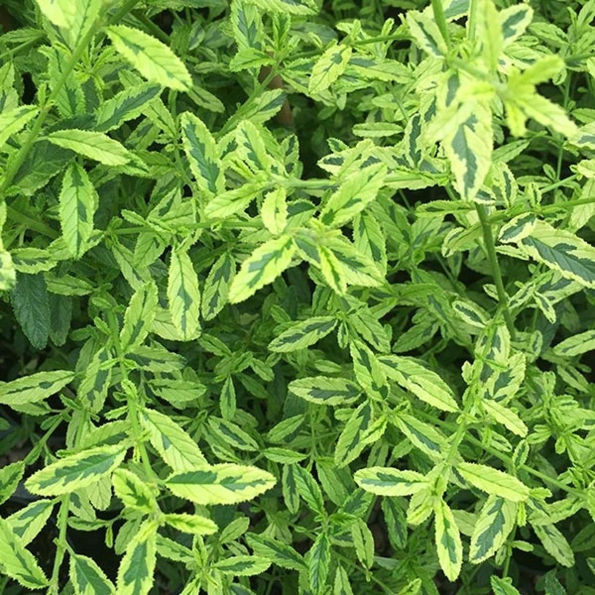 Ceanothus impressus Lemon & Lime - Céanothe persistant à feuillage ...