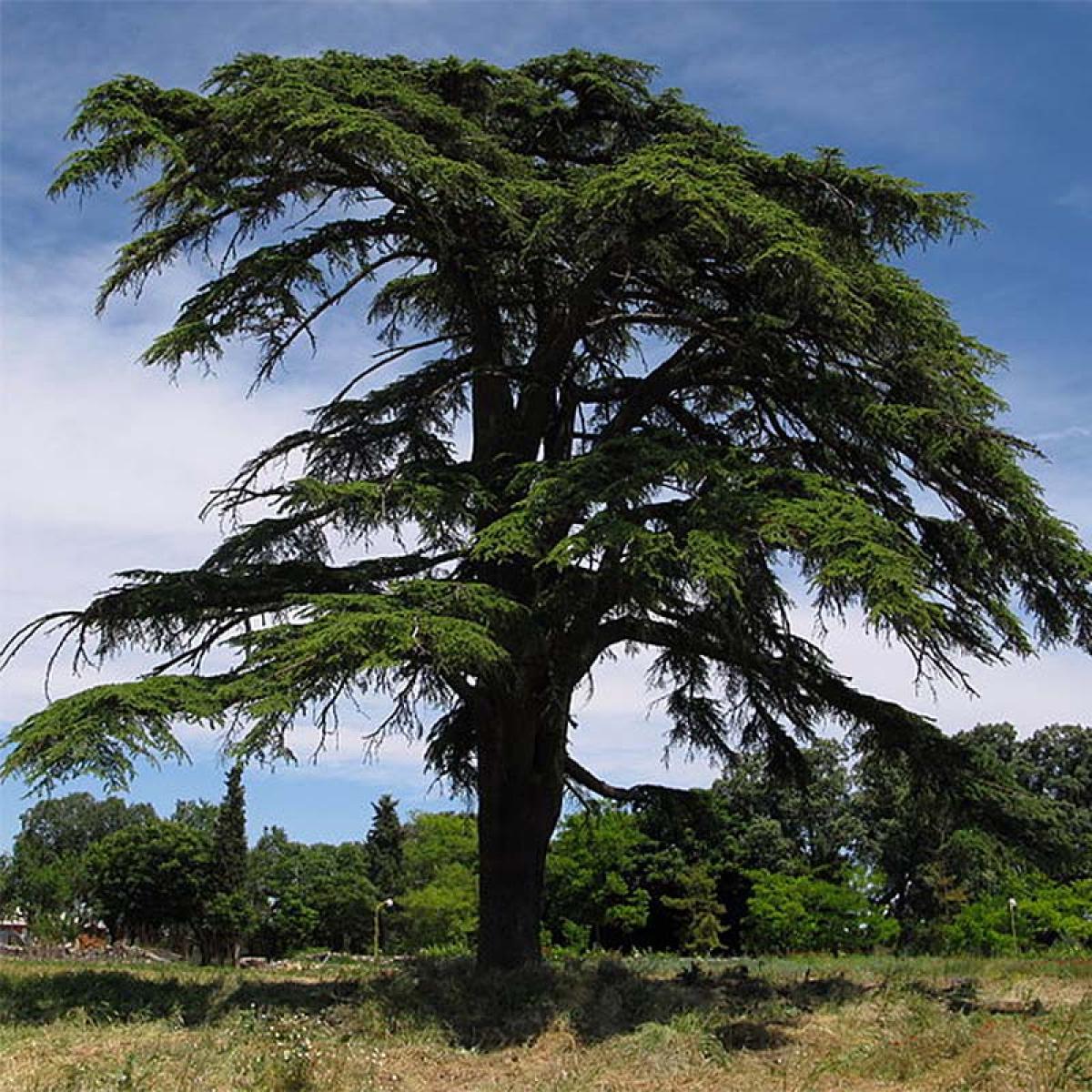 Cèdre du Liban - Cedrus libani, un conifère majestueux vert sombre
