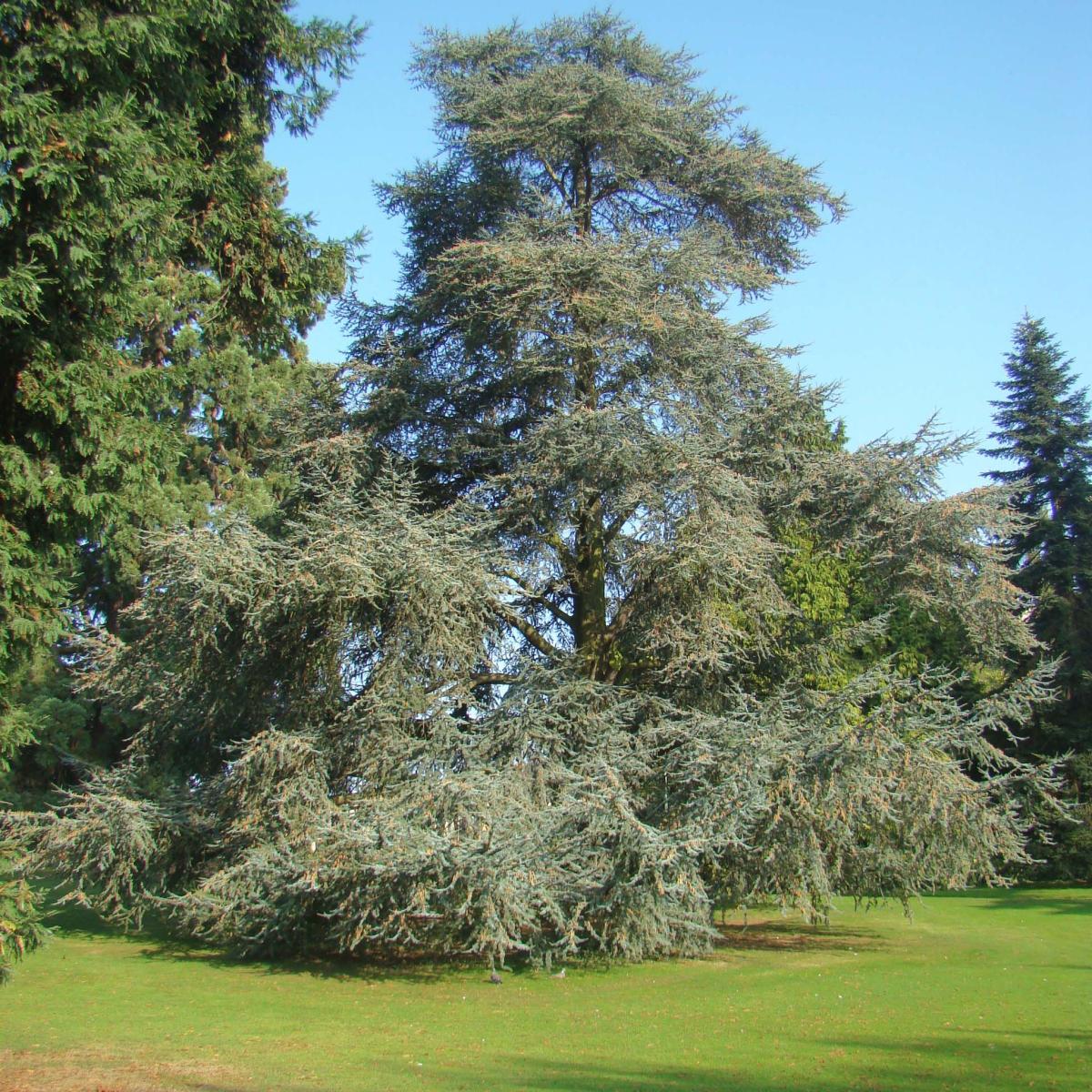 Cedrus libani Atlantica Glauca - Cèdre bleu de l'Atlas - Grand conifère au port conique, au ...
