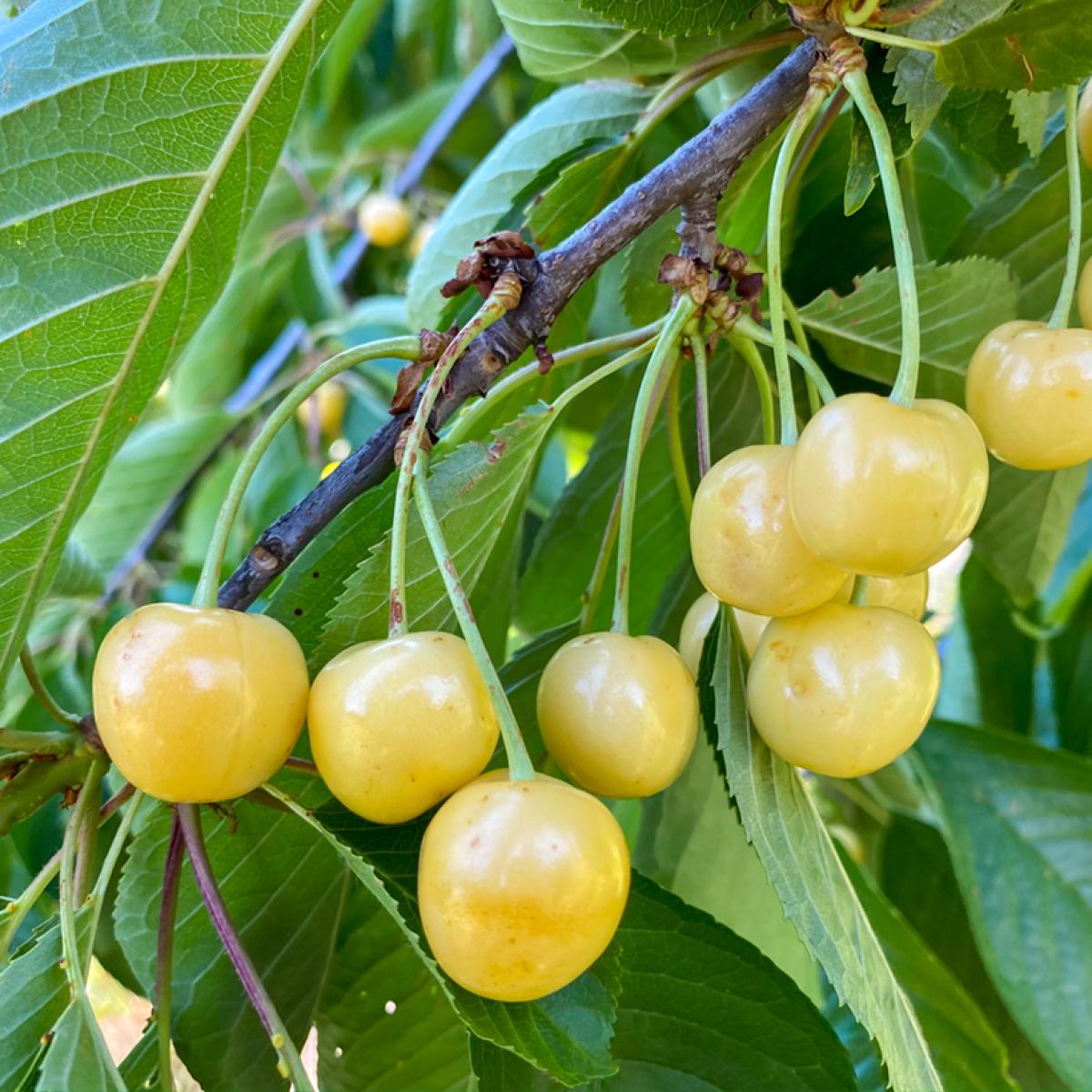 Cerisier Bigarreau Blanc ou Trompe Geai Bio - Variété à gros fruits ...