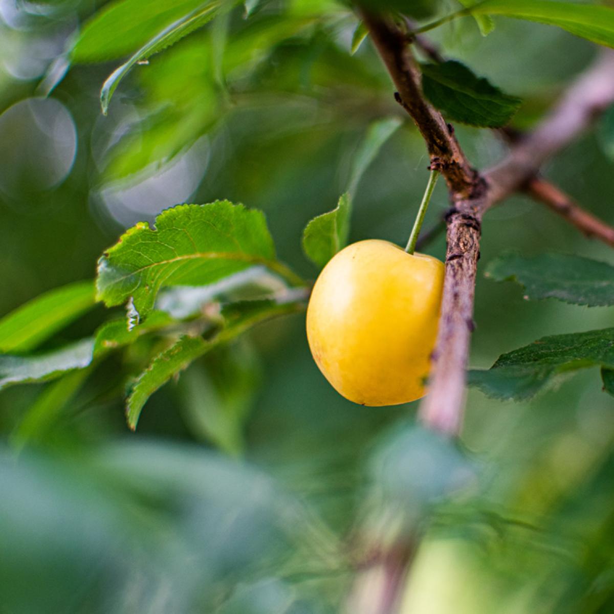 Cerisier Bigarreau Jaune de Missens Bio - Variété à cerises jaune ...
