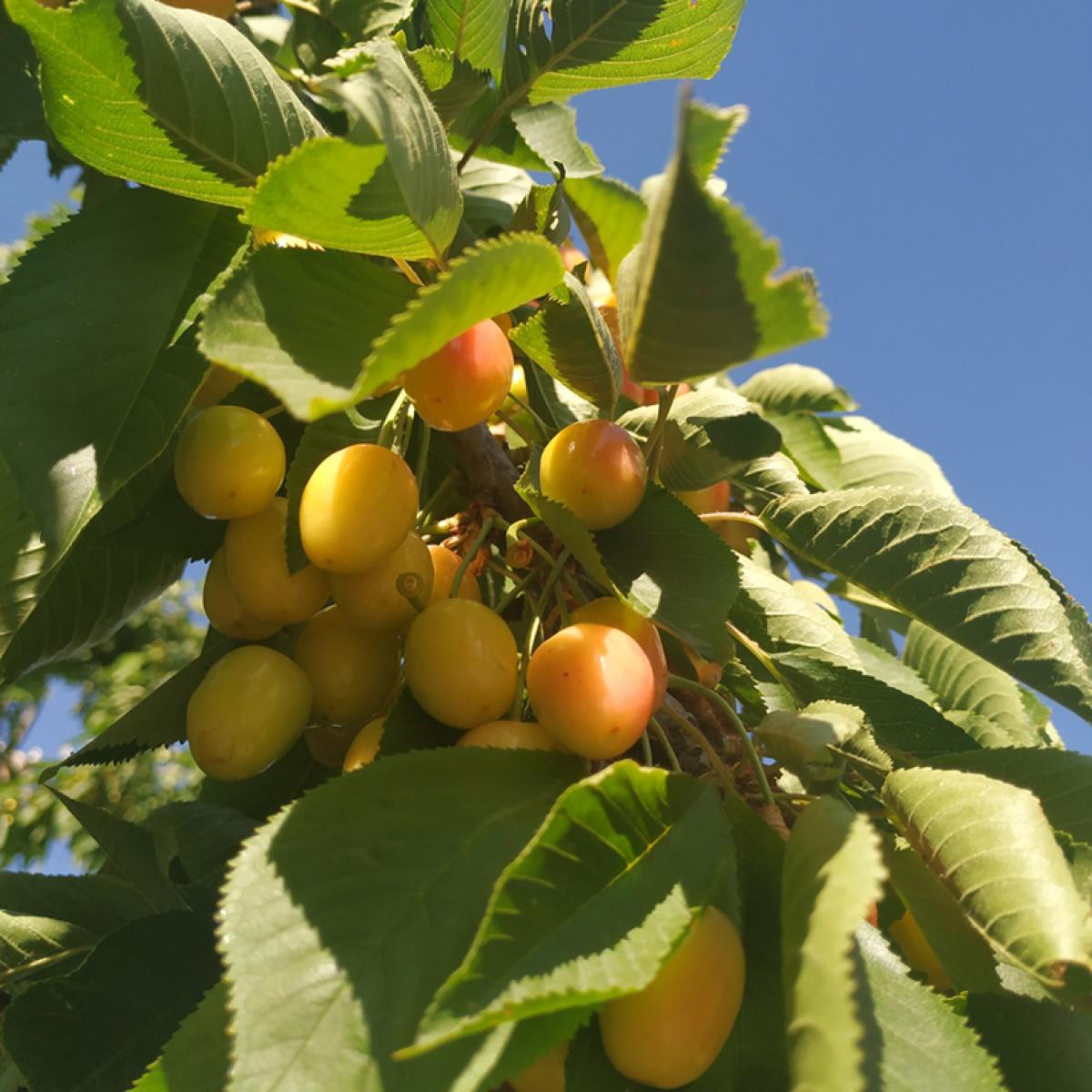 Cerisier Bigarreau Jaune de Missens Bio - Variété à cerises jaune ...
