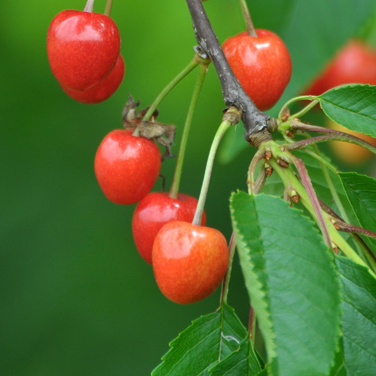 Cerisier Bigarreau Lapins issu de l'Agriculture Biologique - Variété ...