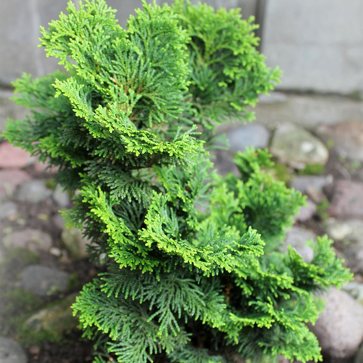 Chamaecyparis obtusa Contorta - Cyprès hinoki du Japon nain, tortueux
