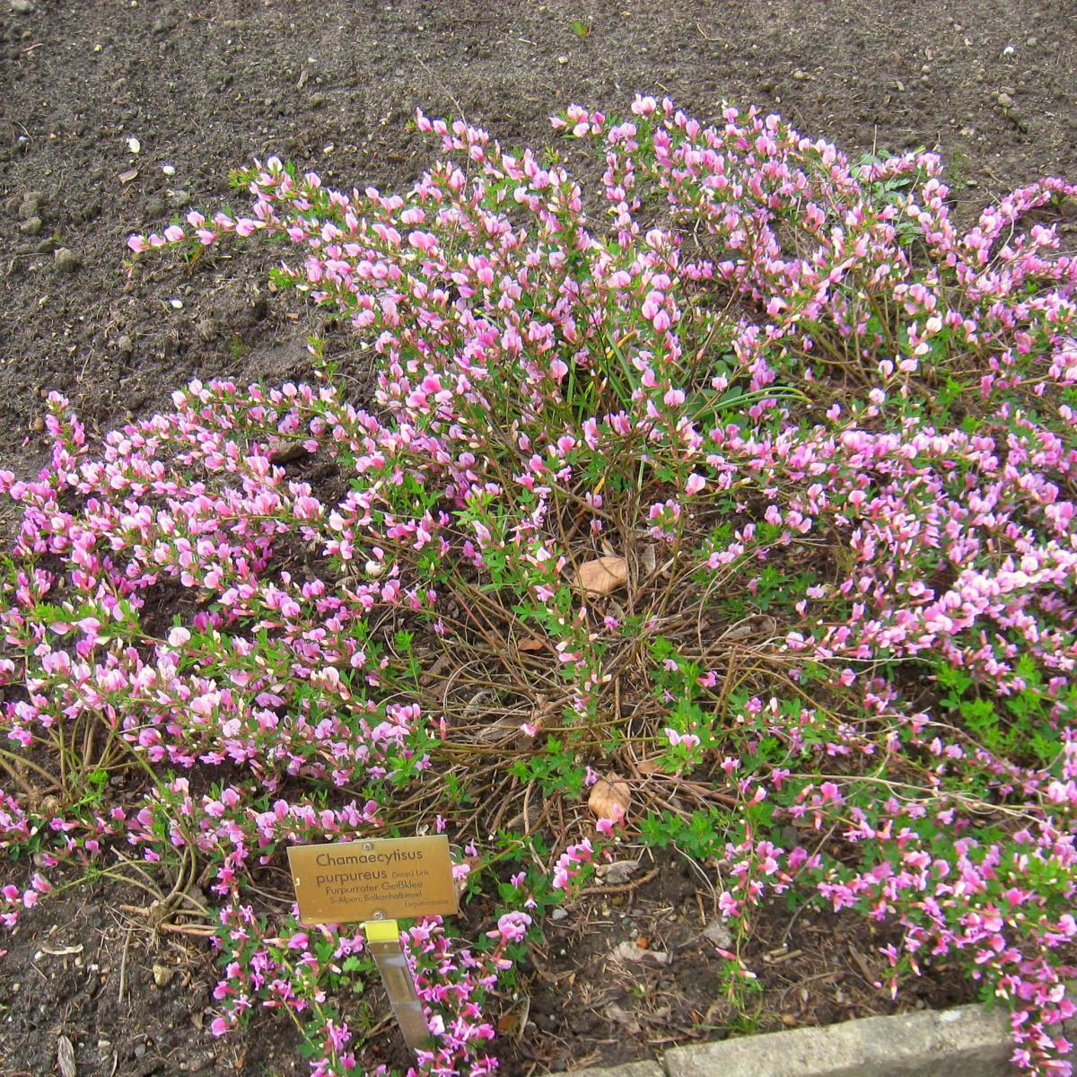 Chamaecytisus purpureus - Genêt pourpre nain au port étalé, rose pâle