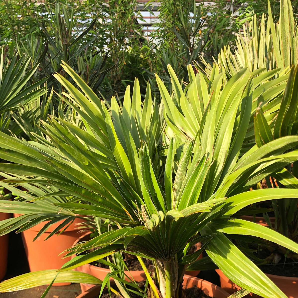 Chamaerops humilis Vulcano - Palmier nain à feuillage gris-vert