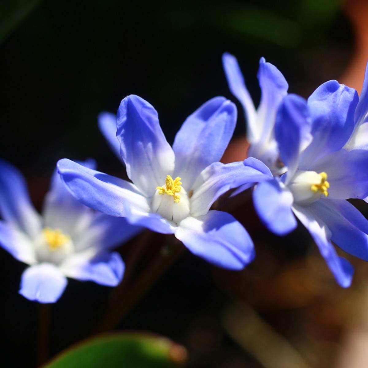 Chionodoxa forbesii Blue Giant - Gloire des Neiges à fleurs bleu ciel