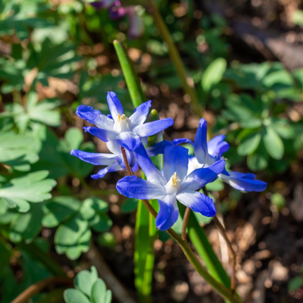 Chionodoxa forbesii Blue Giant - Gloire des Neiges à fleurs bleu ciel