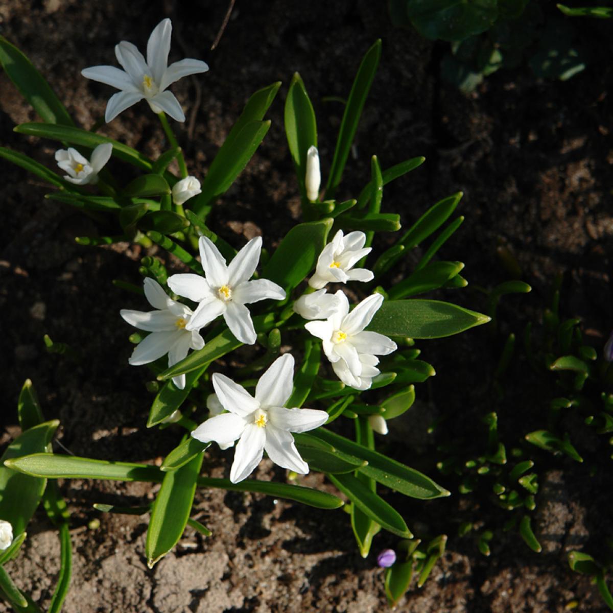 Chionodoxa luciliae Alba - Gloire des Neiges précoce à fleurs blanc pur