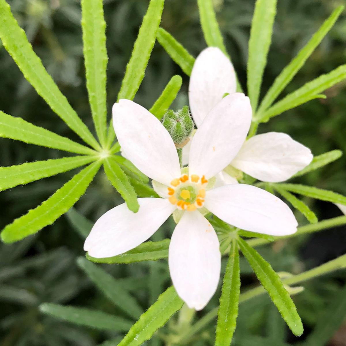 Oranger du Mexique White Dazzler® - Choisya ternata nain et florifère