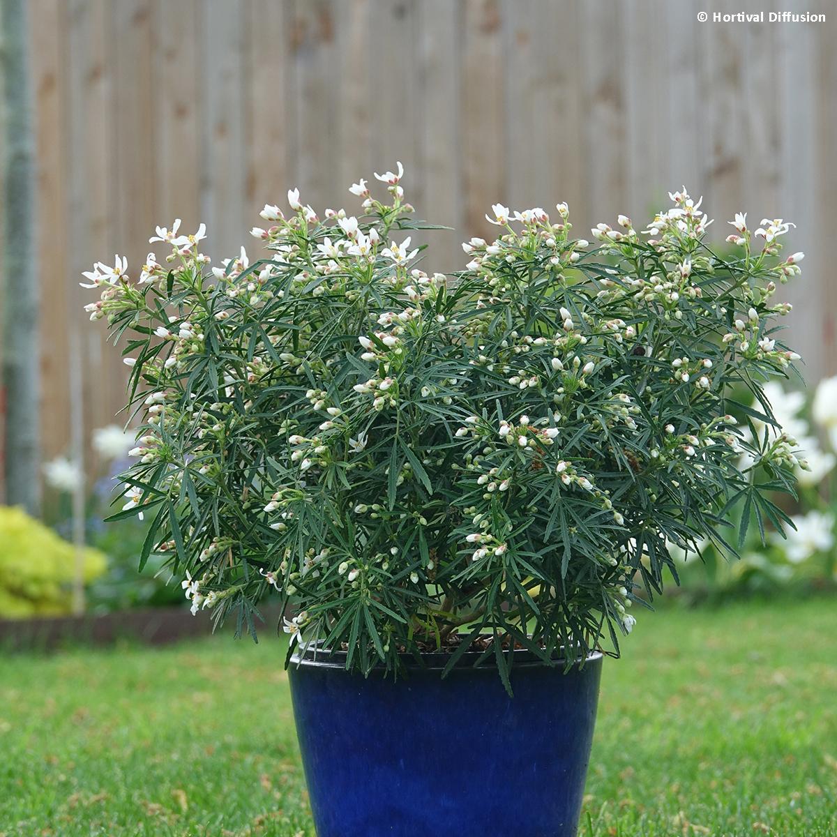 Choisya x dewitteana Little Bee - Oranger du Mexique nain