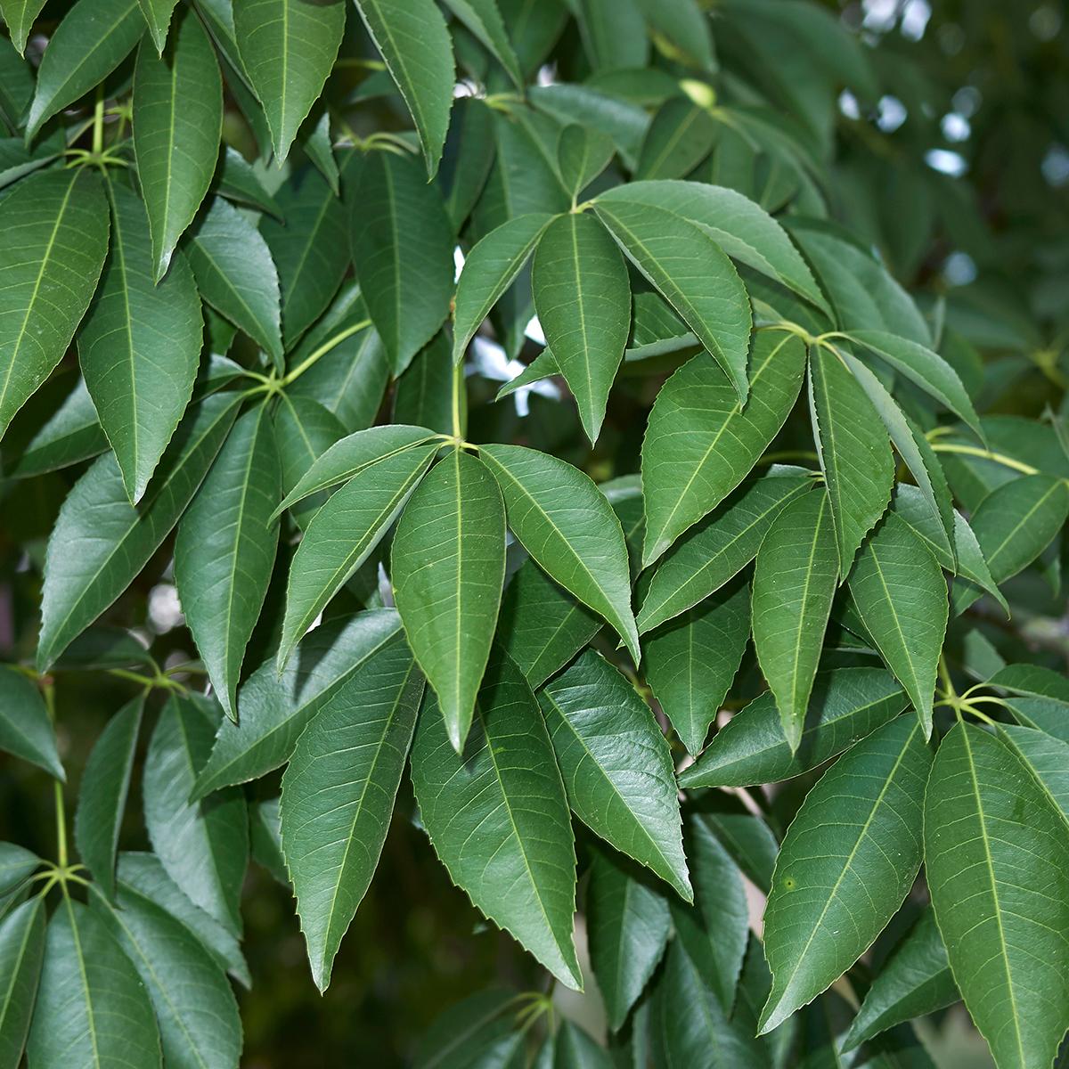 Chorisia ou Ceiba speciosa - Faux Kapokier, Arbre bouteille à tronc ...