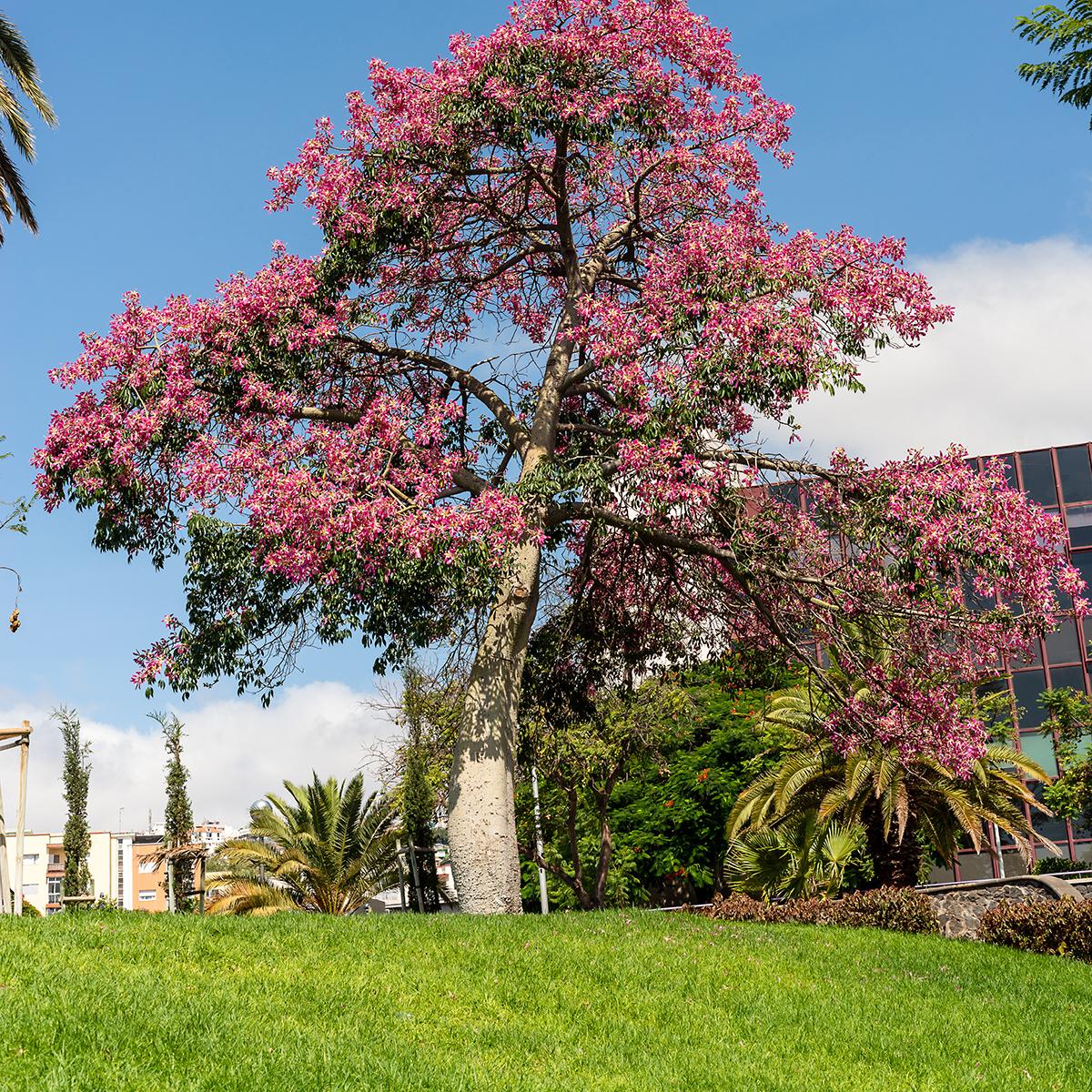 Chorisia ou Ceiba speciosa - Faux Kapokier, Arbre bouteille à tronc ...