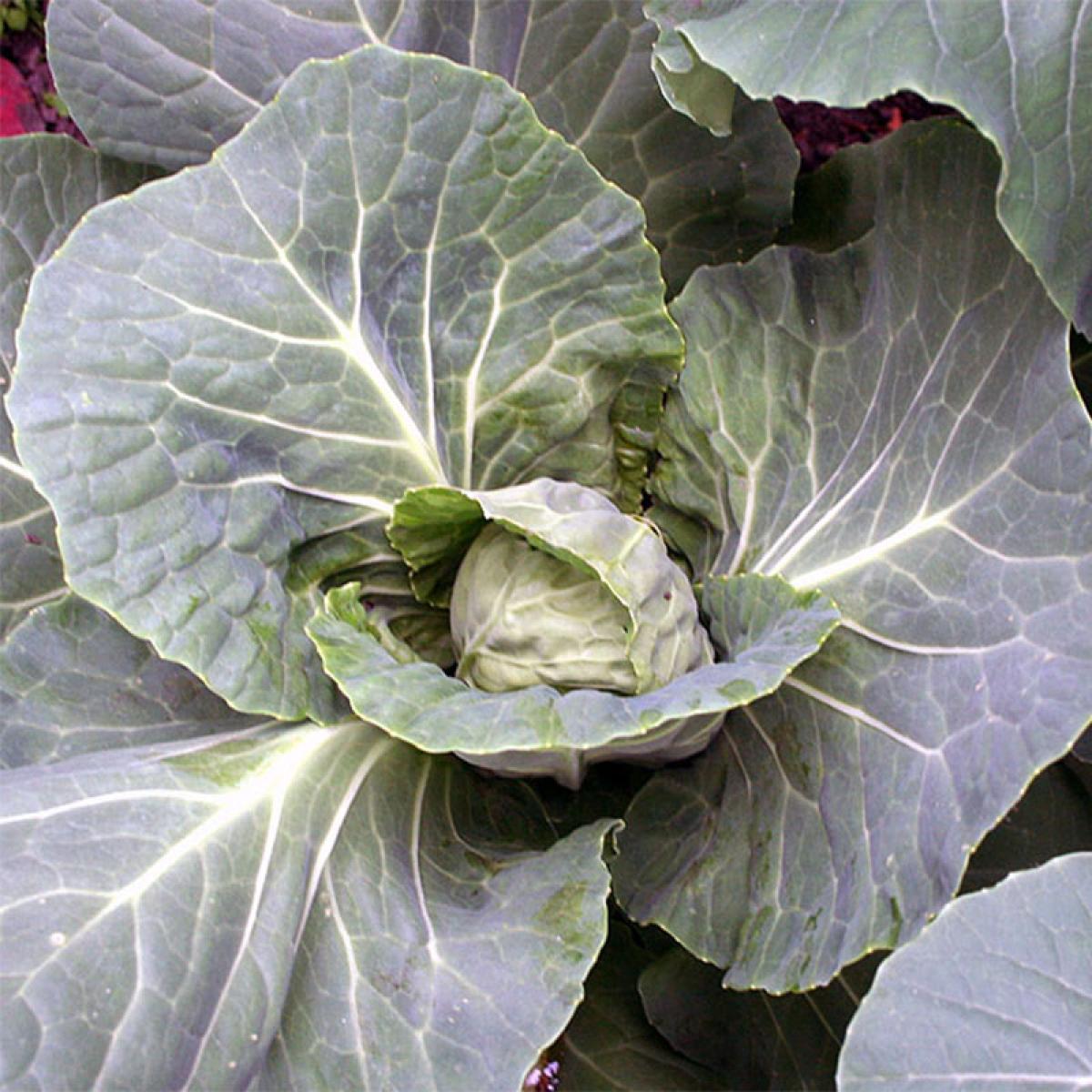 Chou Brocoli Vert Calabrais - Graines potagères