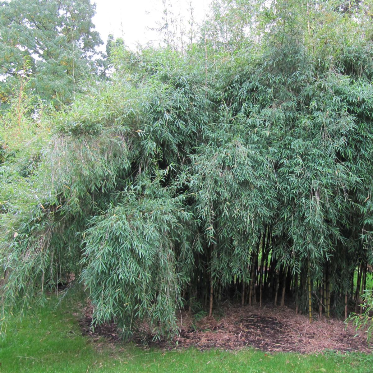 Chusquea culeou - Bambou des Incas, peu traçant, au port étagé unique
