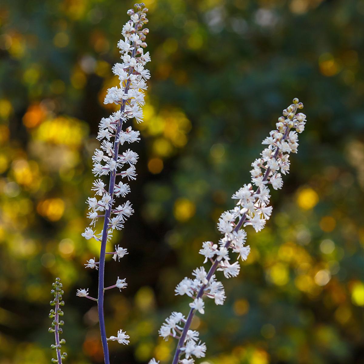 Actaea simplex Chocoholic - Cimicifuga, Cierge d'Argent