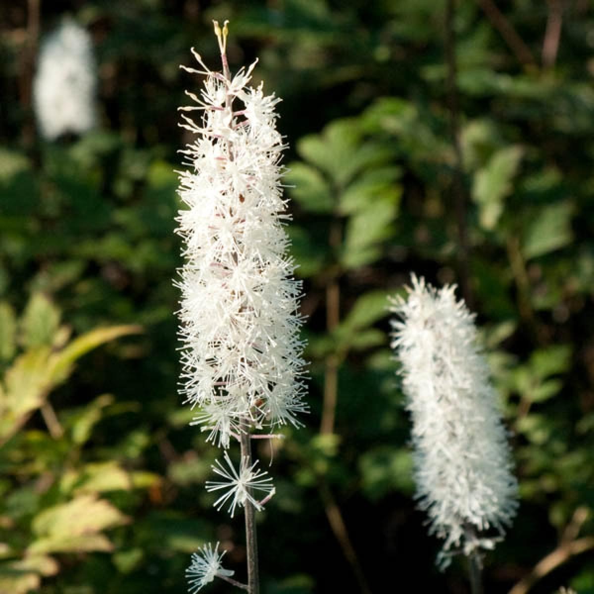 Cimicifuga simplex Atropurpurea - Cierge d'Argent - Actaea à feuillage pourpre et fleurs blanc ...