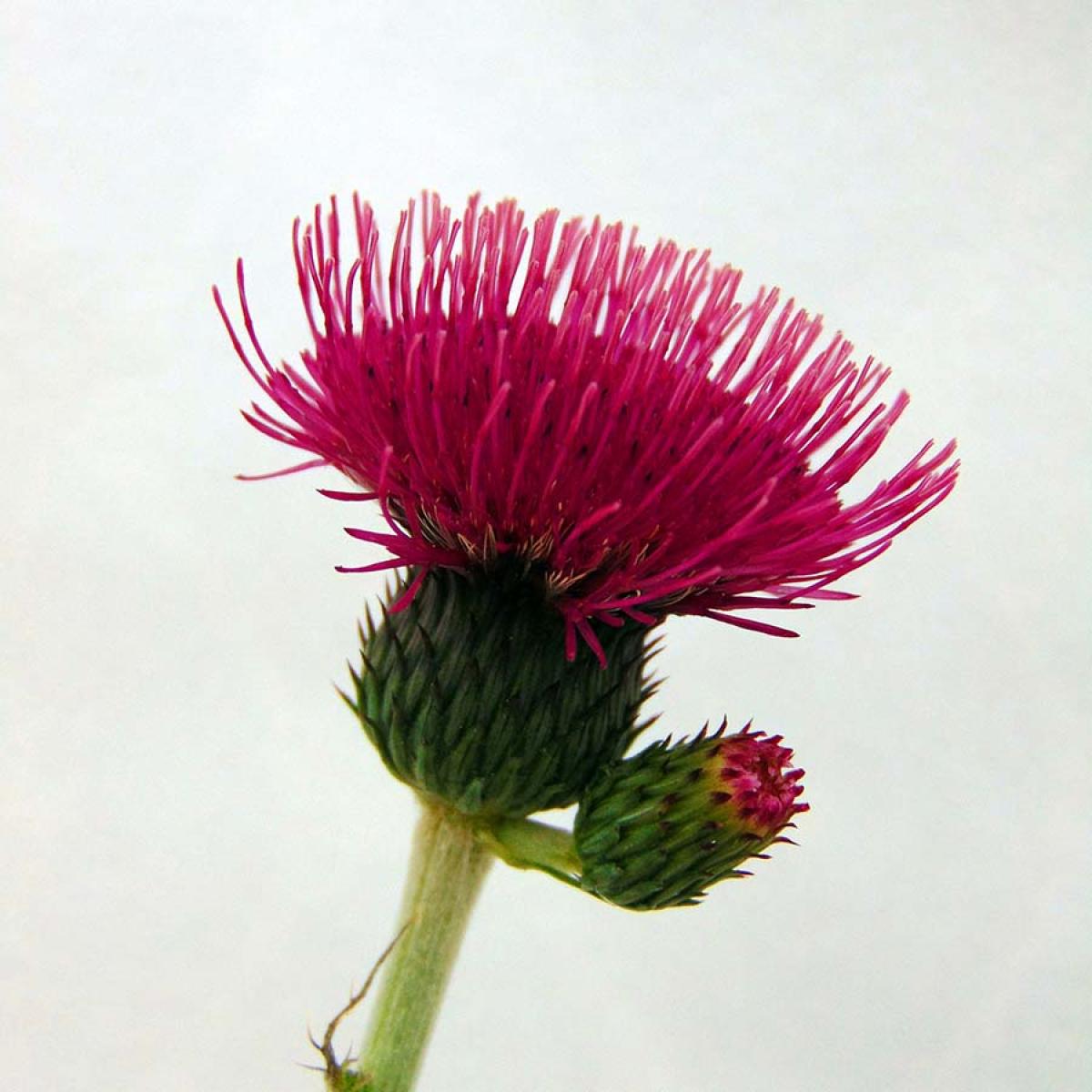 Cirsium rivulare Atropurpureum - Cirse des rives