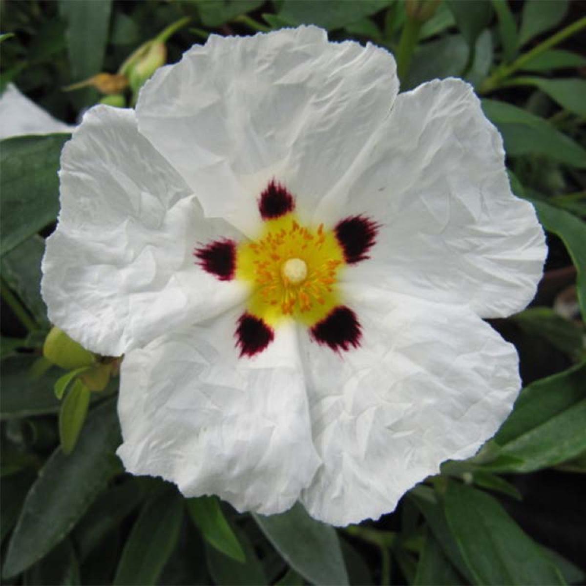 Cistus x purpureus Alan Fradd - Ciste à fleurs blanches, macules pourpre