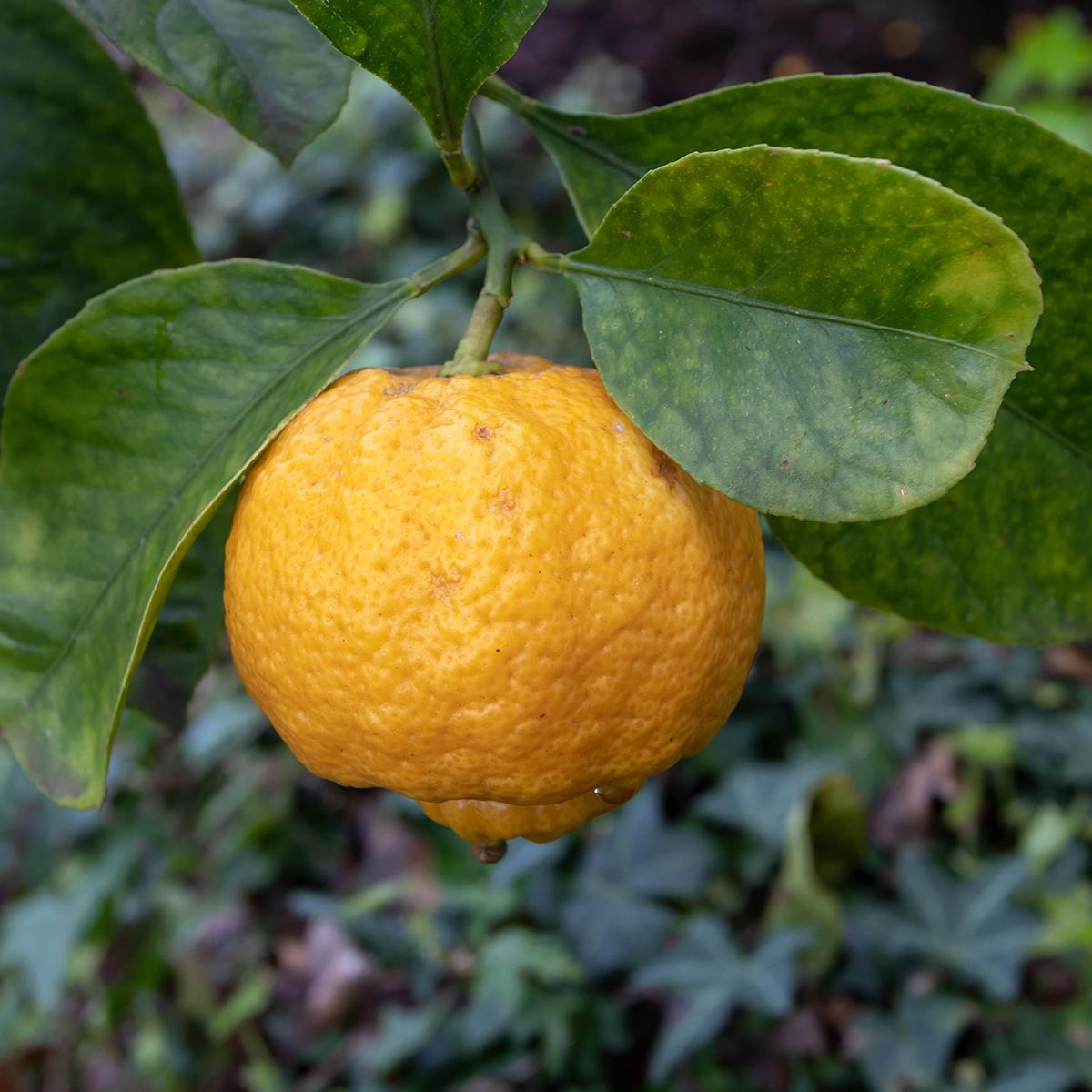 Citronnier doux - Citrus limetta Pursha - Lime douce de Rome non acide