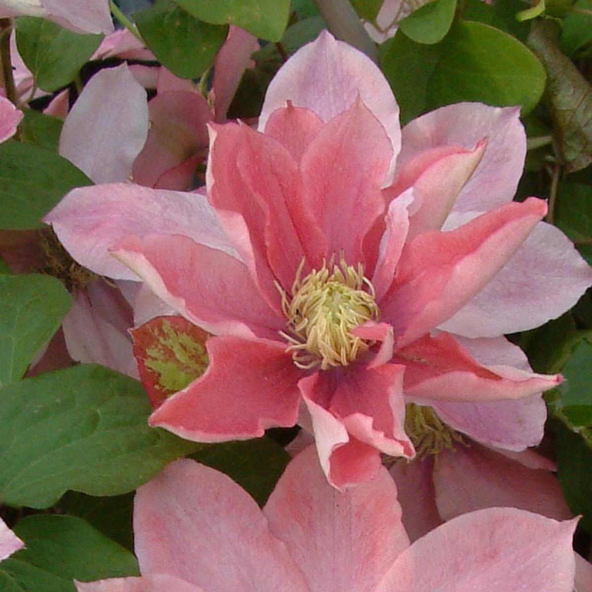 Clématite Little Mermaid ou Petite sirène - Clematis à fleurs rondes ...