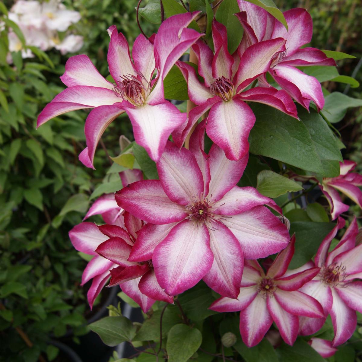 Clématite Picotee - Clematis patens à grandes fleurs étoilées bicolores