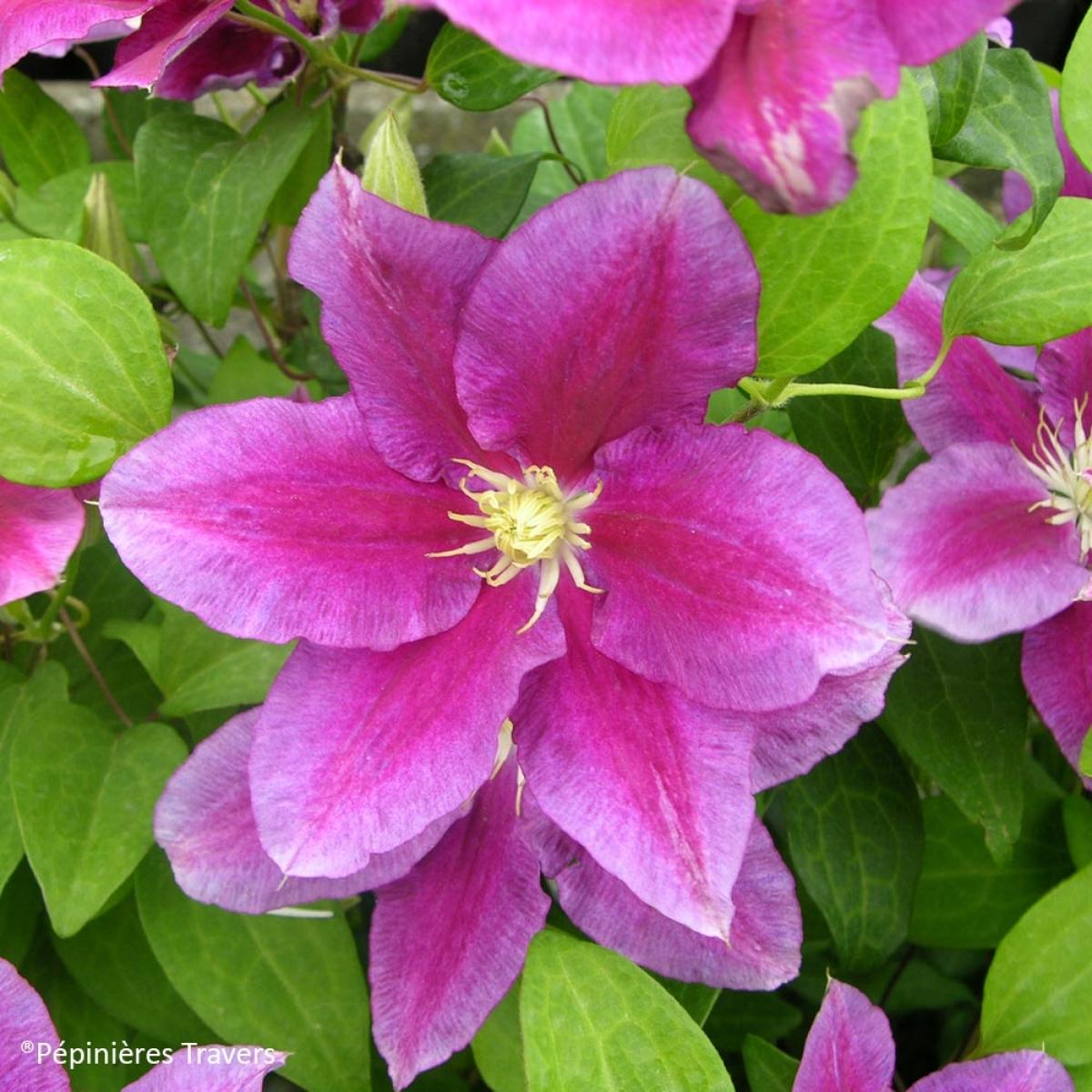 Clematis Hania - Clématite compacte aux fleurs rose clair aux médianes ...