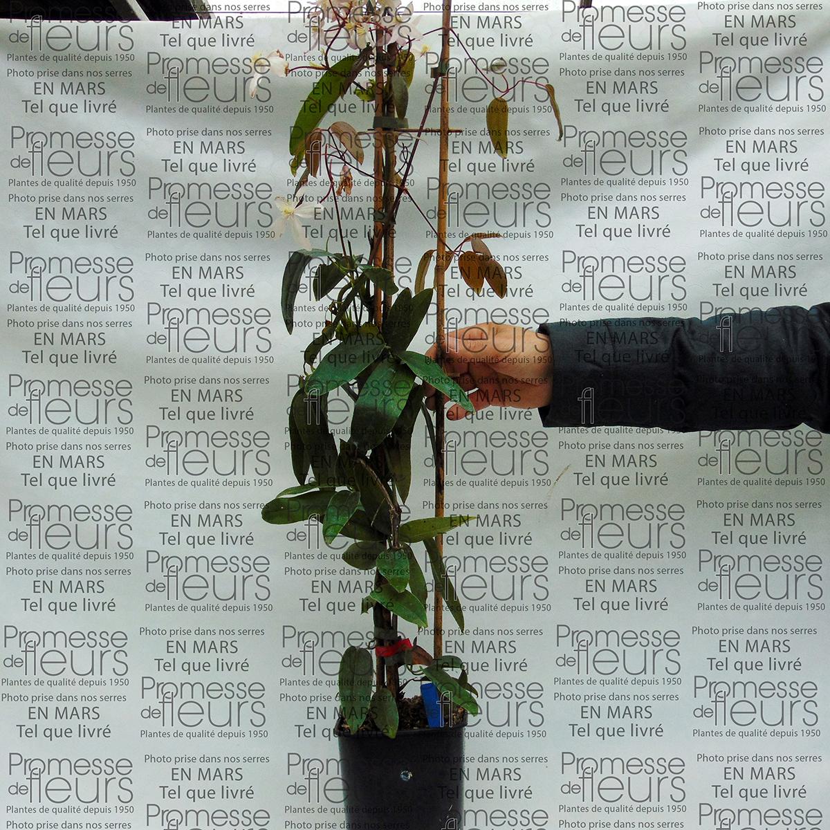 Clématite armandii Hendersonii Rubra - Clematis persistante rose